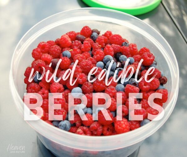 7 Edible Wild Berries that Thrive in the Midwest