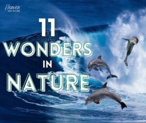 11 Wonderful Things in Our Natural World - Heaven and Nature