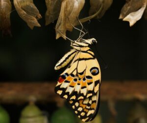 11 Wonderful Things in Our Natural World - Heaven and Nature